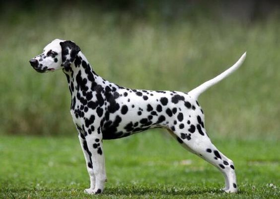Top 10+ Beautiful White Dog Breeds - India Pet