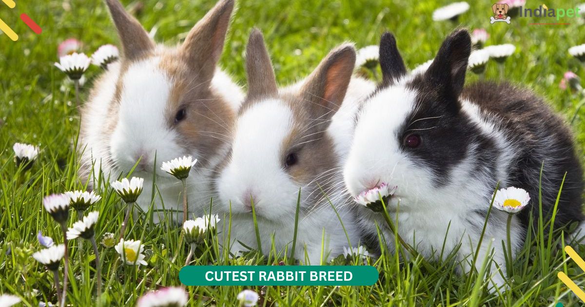 10+ Cutest Rabbit Breed List [Update 2024] - India Pet