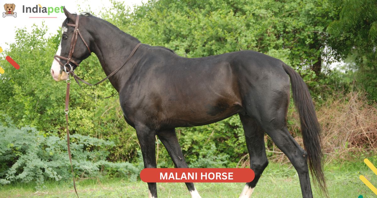 10+ Best Horse Breed in India with Price [Update 2024] - India Pet