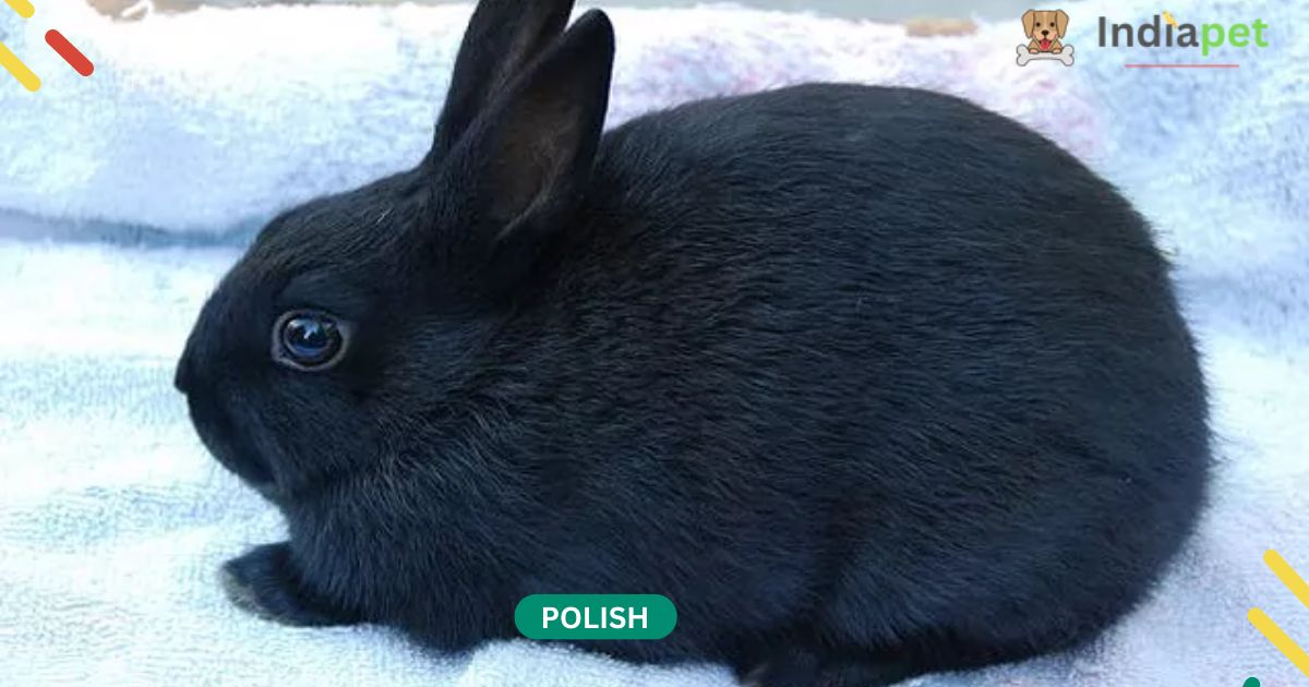10+ Black and White Rabbit Breed [Update 2024] - India Pet