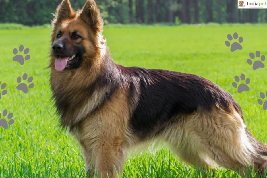 10 Best Search and Rescue Dog Breeds - India Pet