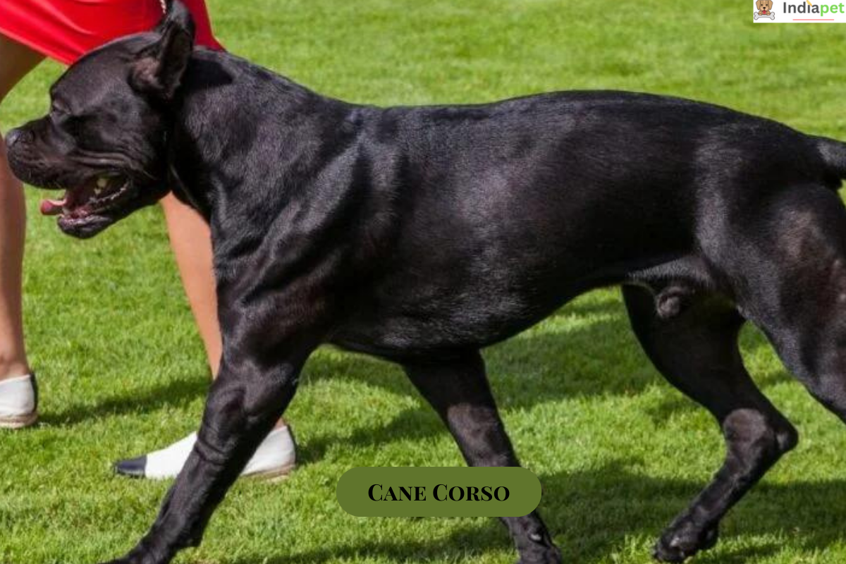 Top 10+ Scariest Dog Breeds in the World - India Pet