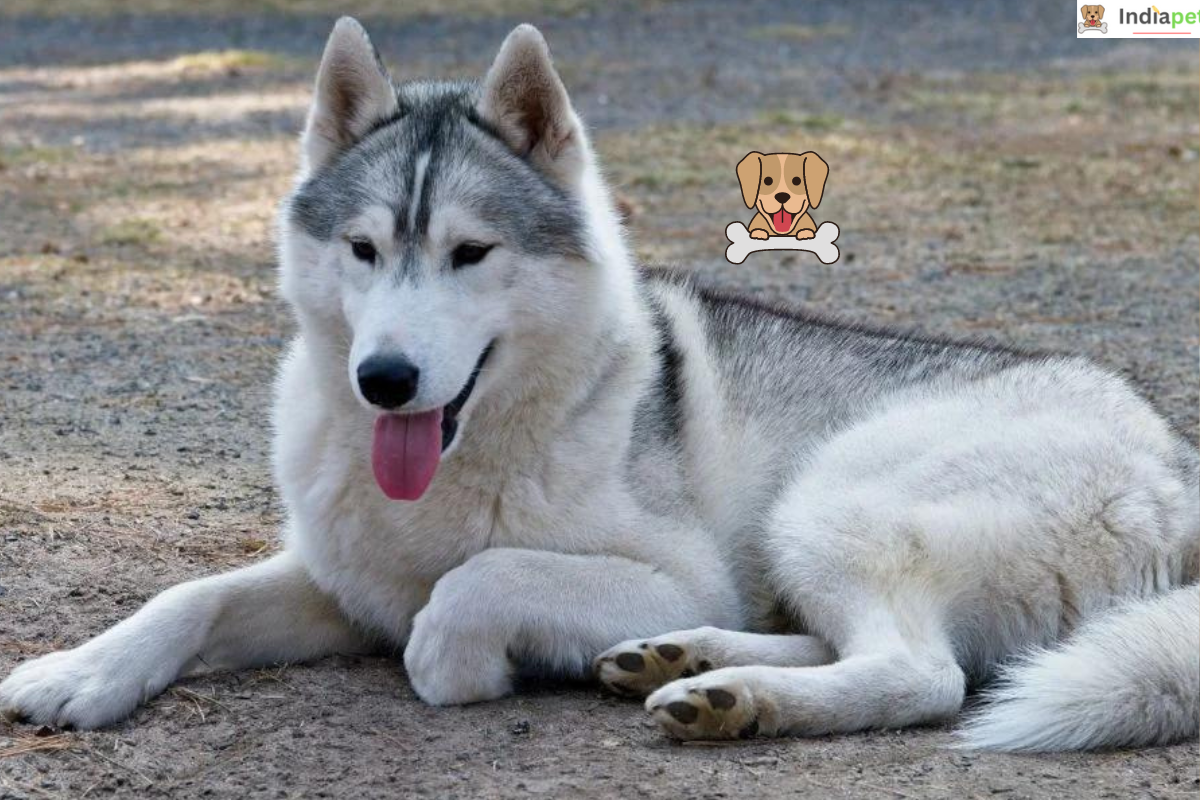 10 Most Photogenic Dog Breeds [Update 2025] - India Pet