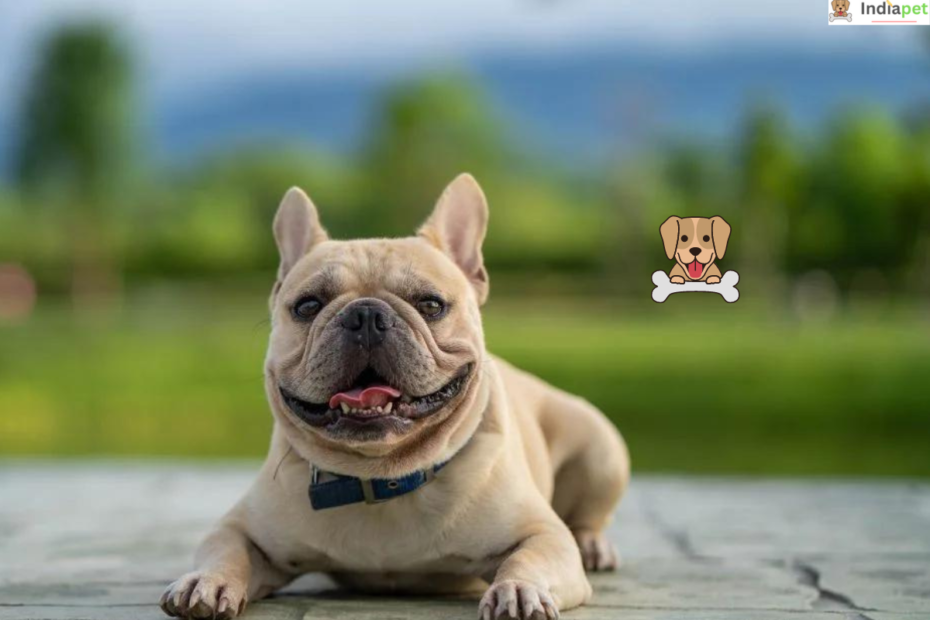 10 Most Photogenic Dog Breeds [Update 2025] - India Pet