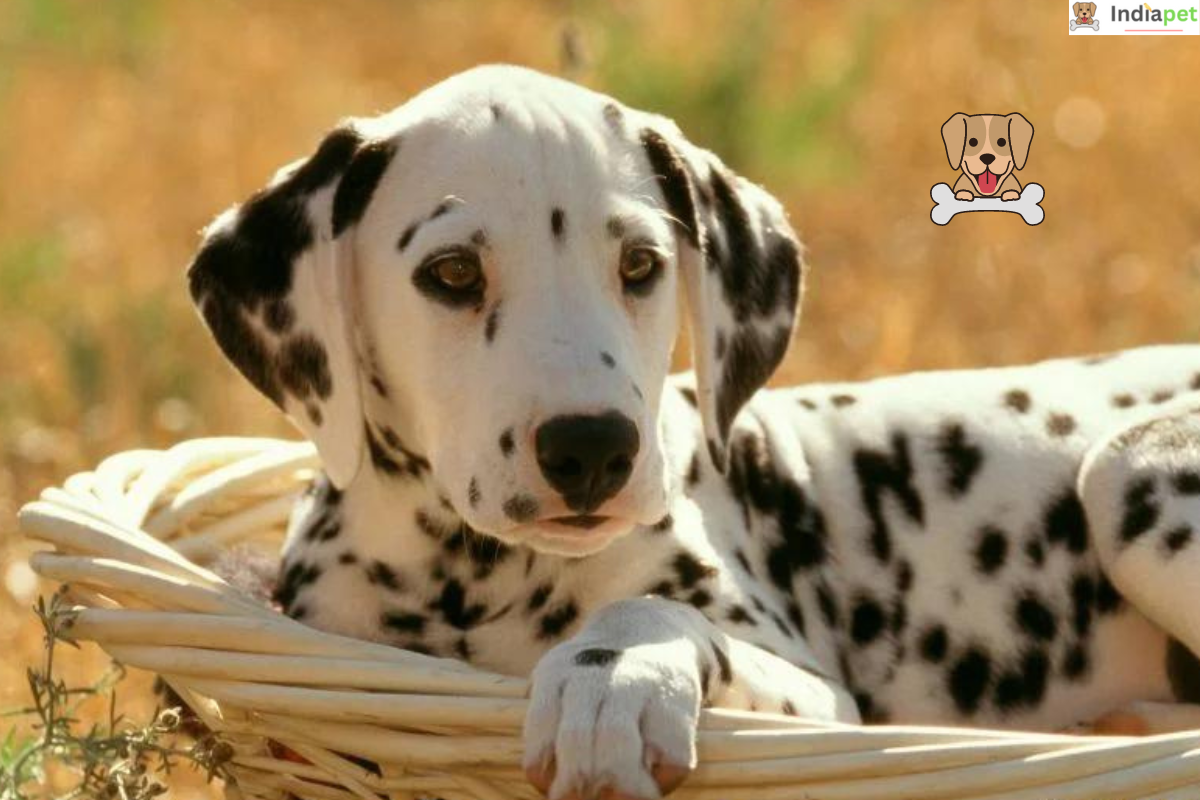 10 Most Photogenic Dog Breeds [Update 2025] - India Pet