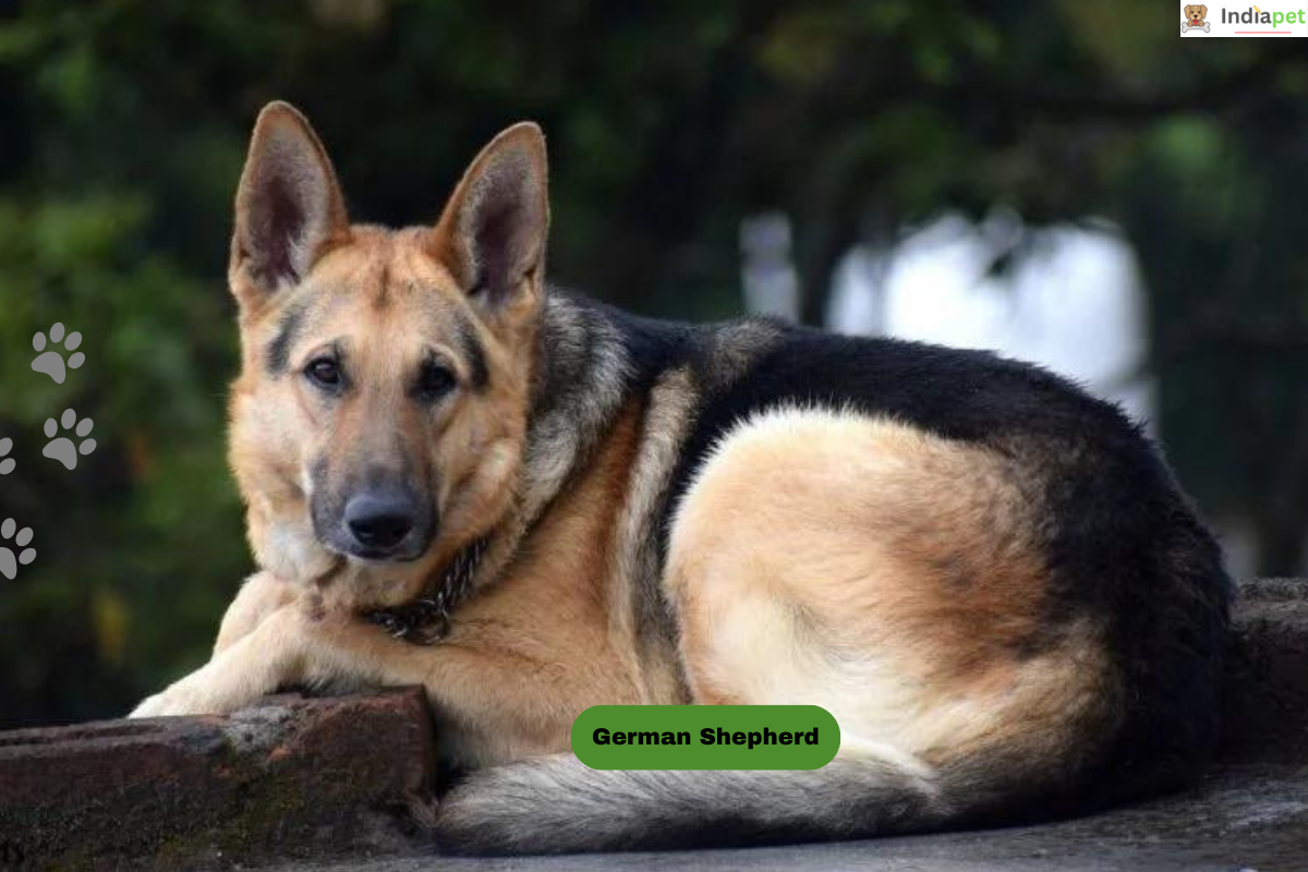10+ Most Protective Dog Breeds in the World - India Pet