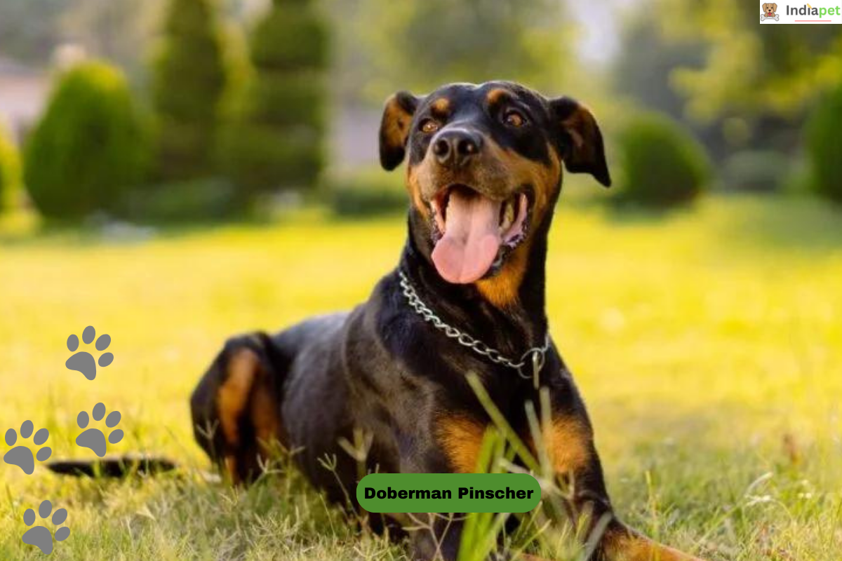 10+ Most Protective Dog Breeds in the World - India Pet