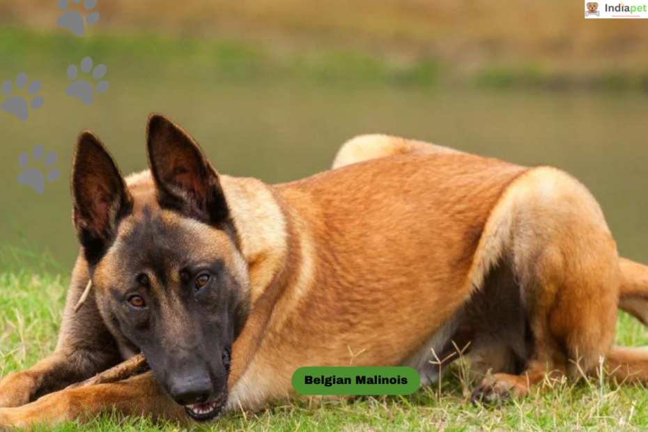 10+ Most Protective Dog Breeds in the World - India Pet