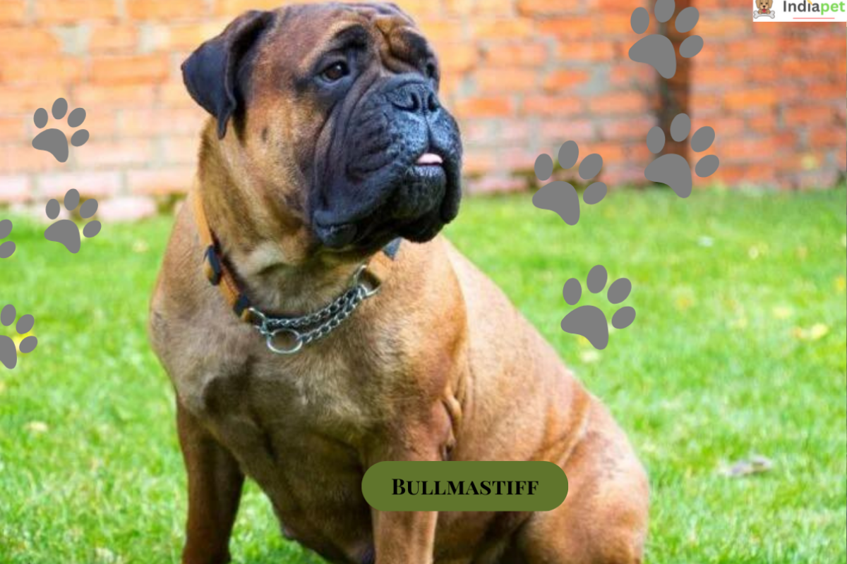 Top 10+ Scariest Dog Breeds in the World - India Pet