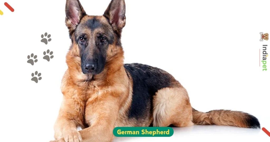 Top 10 Police Dog Breeds:- Update 2024 - India Pet