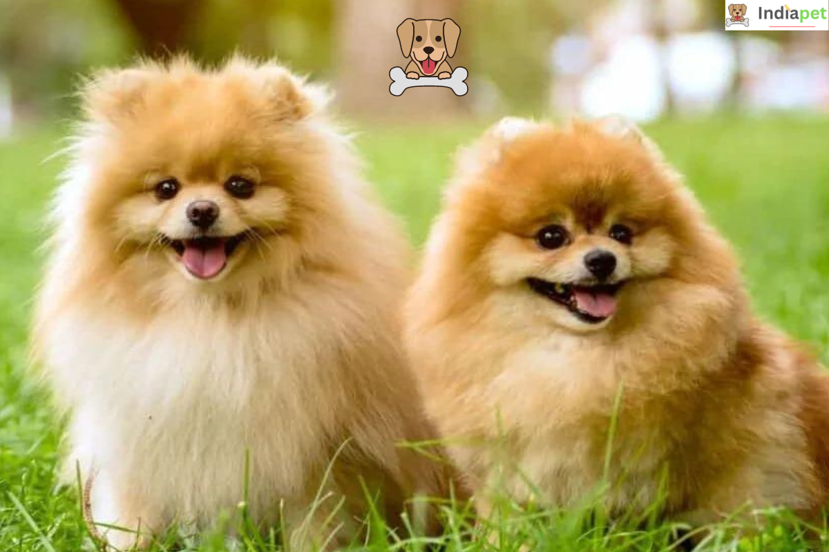 Pocket Dog Price In India [UPDATED 2025] - India Pet