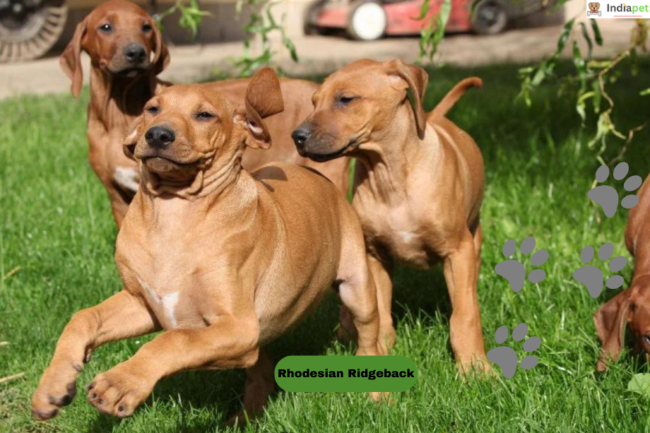 10+ Most Protective Dog Breeds in the World - India Pet