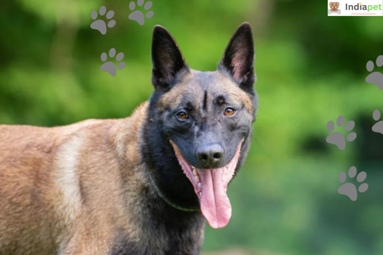 Top 10 Guard Dog Breeds for Home Security - India Pet