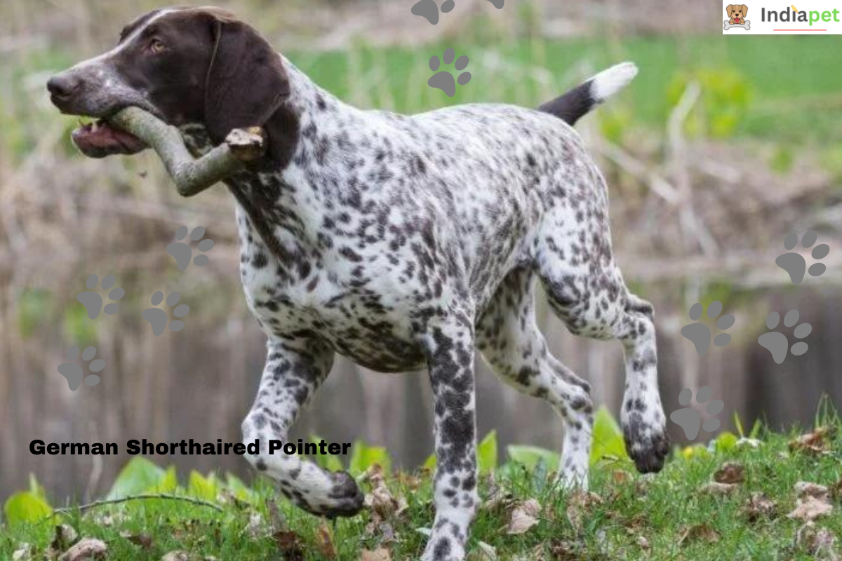 The 10 Best Hunting Dog Breeds in the World - India Pet