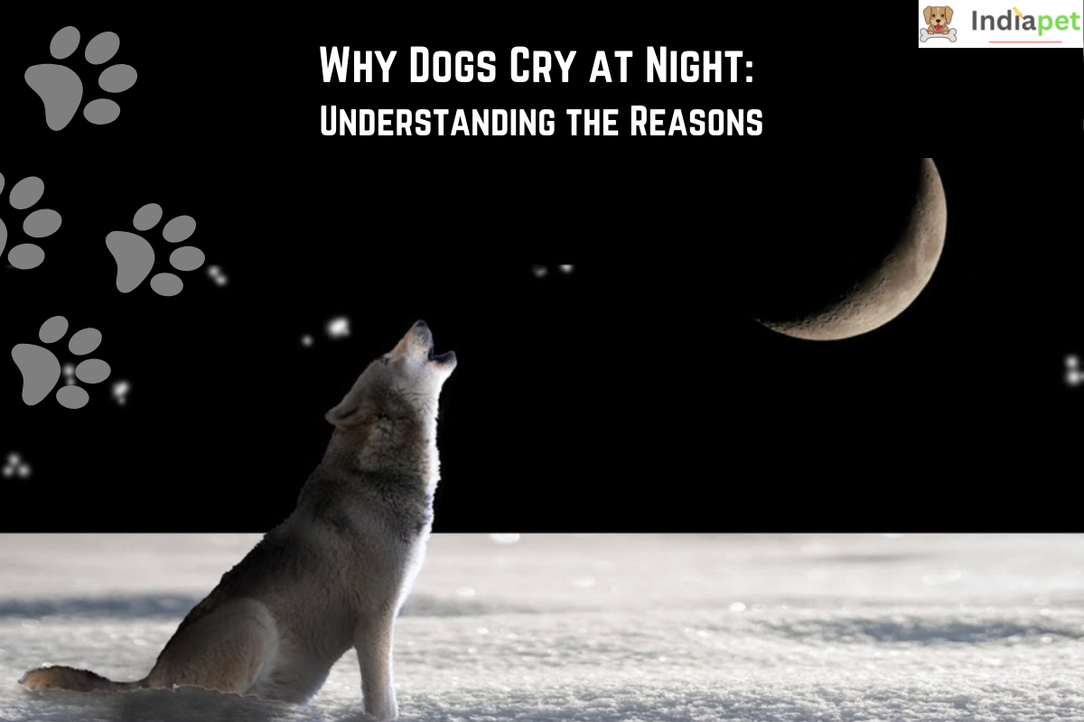 Why Dogs Cry at Night: Understanding the Reasons - India Pet