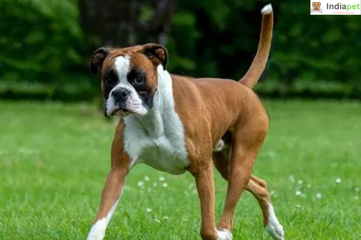 Boxer Dog Vs Rottweiler Comparison[UPDATED 2025] - India Pet