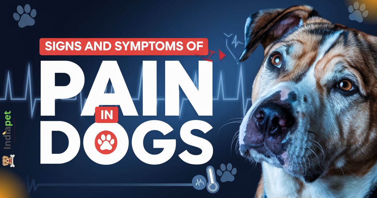 7+ Common Indications that your dog is actually in pain - India Pet
