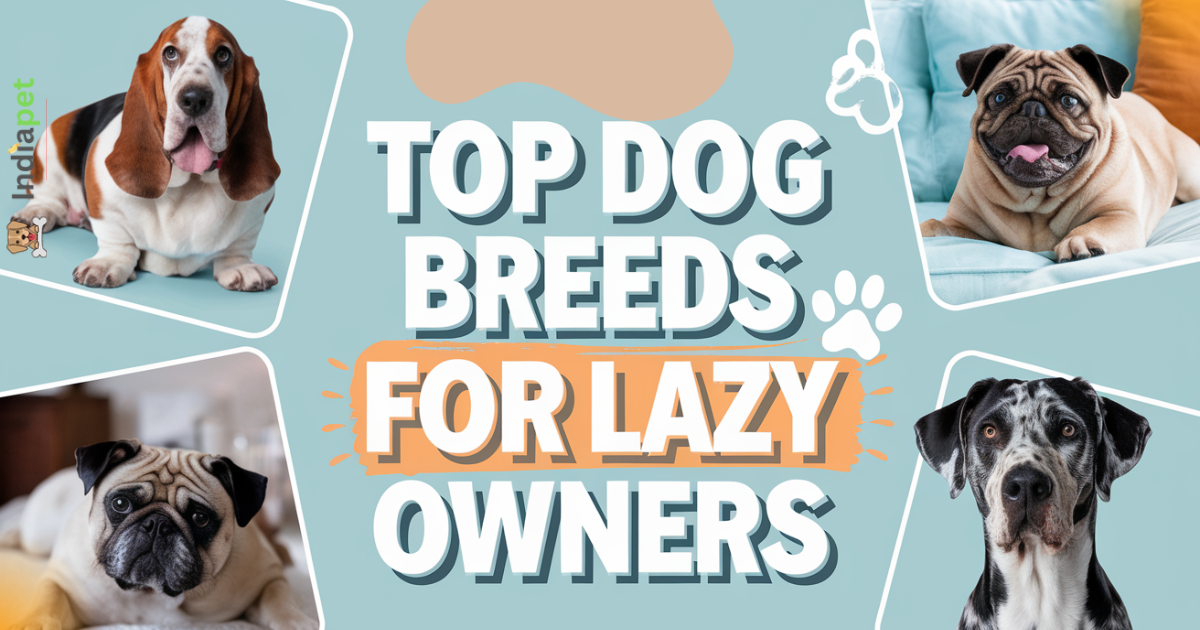 15+ Top Dog Breeds for Lazy Owners - India Pet