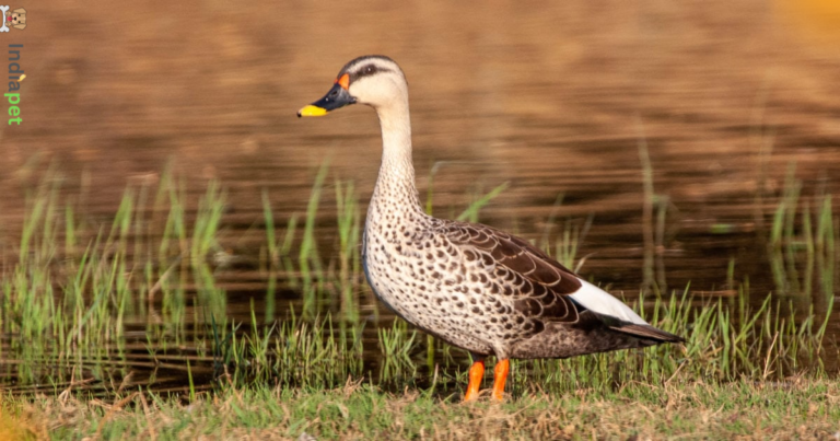 Beautiful Types of Ducks in India with Images & Facts - India Pet